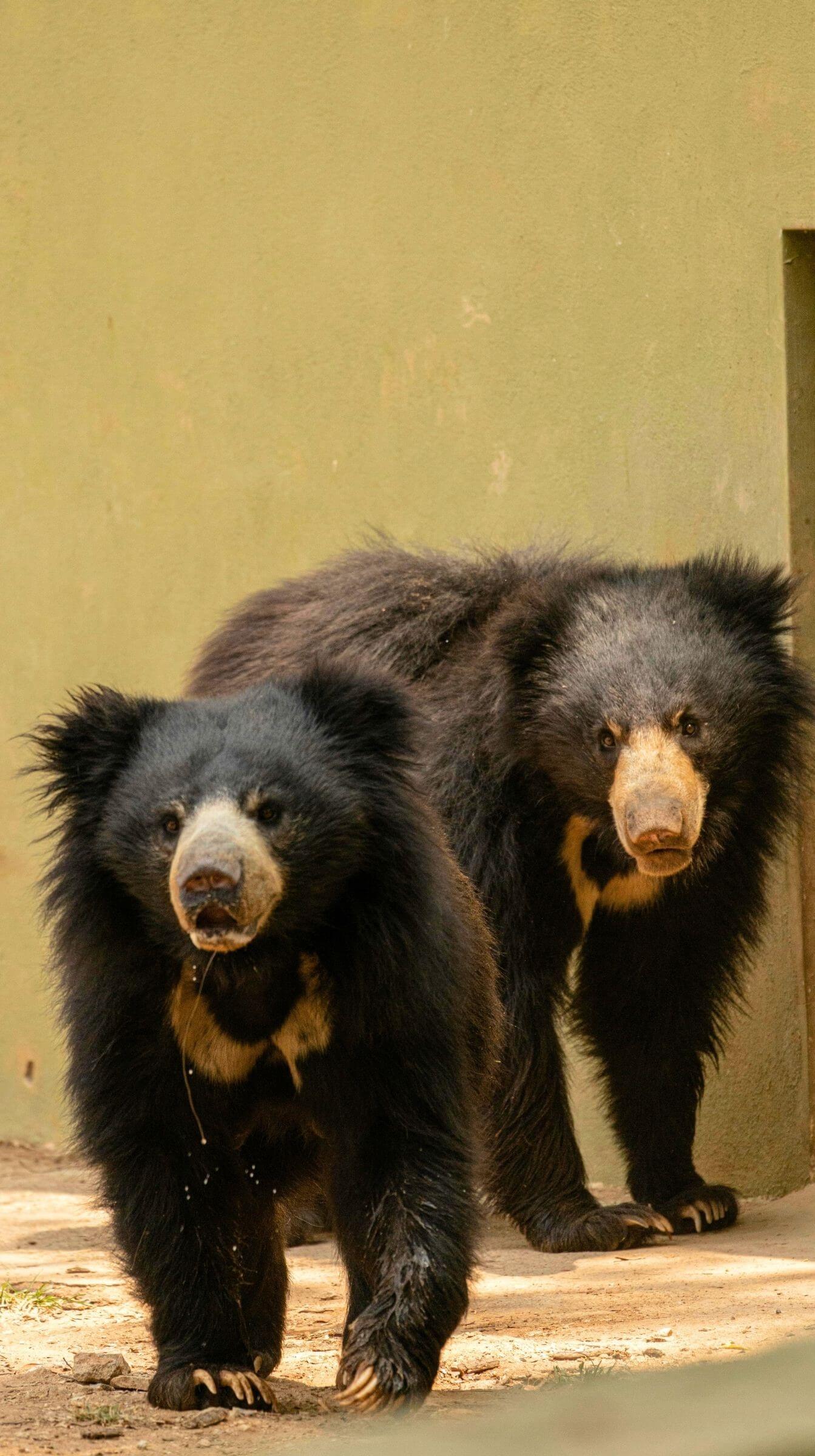 6 Best Things To Do In Agra India | More Than The Taj Mahal